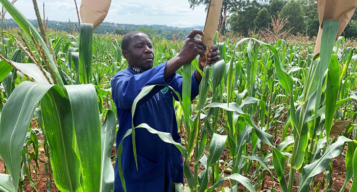 MAAIF | Ministry of Agriculture, Animal Industry and Fisheries