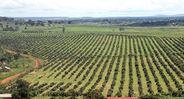 MAAIF | Ministry of Agriculture, Animal Industry and Fisheries